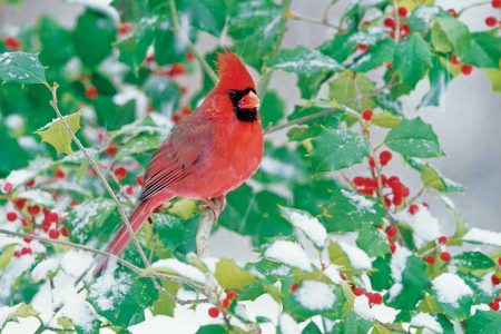 Types of Holly and How to Use Them - Grit